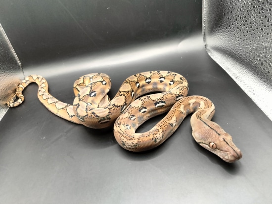 Platinum Reticulated Python by The Ivory Connection