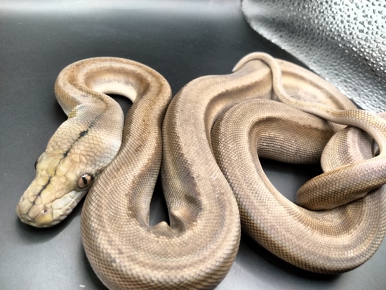 Motley Titanium Reticulated Python by The Ivory Connection