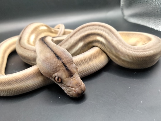 Titanium Tiger Reticulated Python by The Ivory Connection