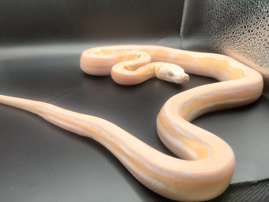 Lavander Albino Platinum Motley Tiger Reticulated Python by The Ivory ...