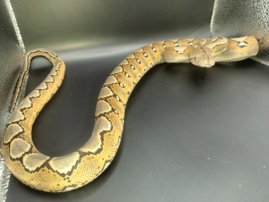 Platinum Citron Reticulated Python by The Ivory Connection
