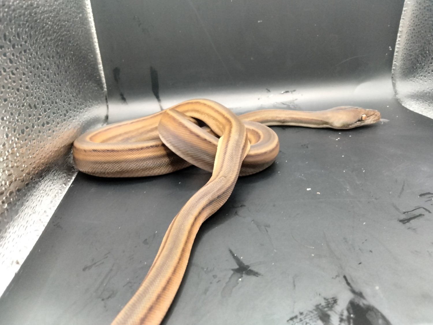 Motley Sunfire Titanium Reticulated Python by The Ivory Connection ...