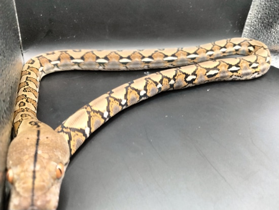Normal Reticulated Python by The Ivory Connection