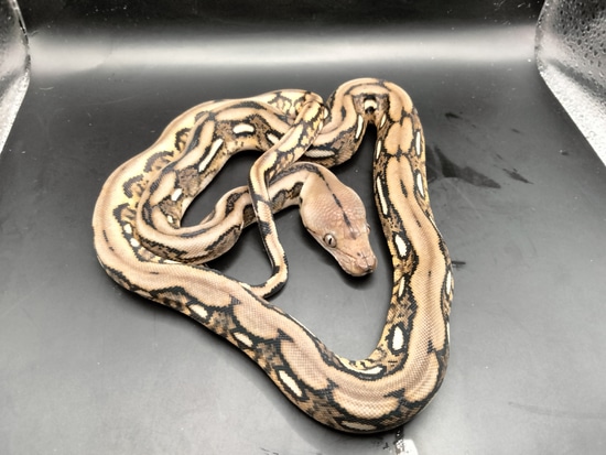 Citron Tiger Reticulated Python by The Ivory Connection