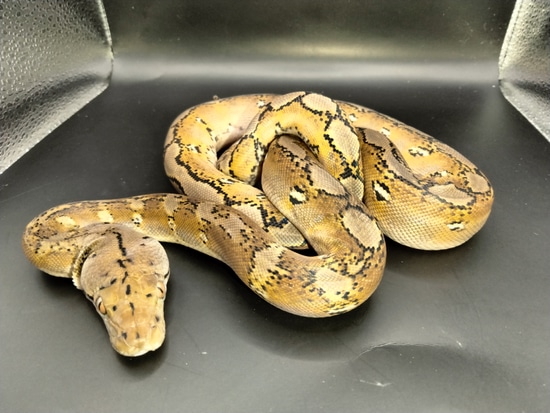 Paradox Platinum Citron Het Albino Reticulated Python by The Ivory ...