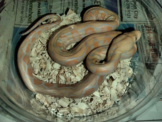 Lavander Reticulated Python by The Ivory Connection