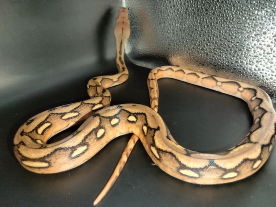 Sunfire Tiger Reticulated Python by The Ivory Connection