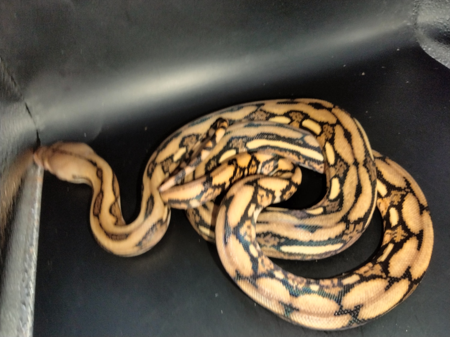 Tiger Reticulated Python by The Ivory Connection - MorphMarket