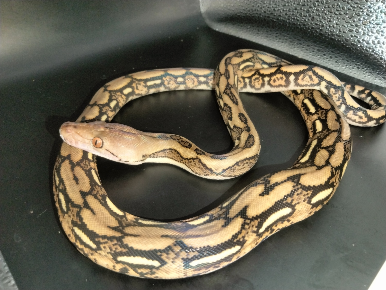Tiger Reticulated Python by The Ivory Connection - MorphMarket