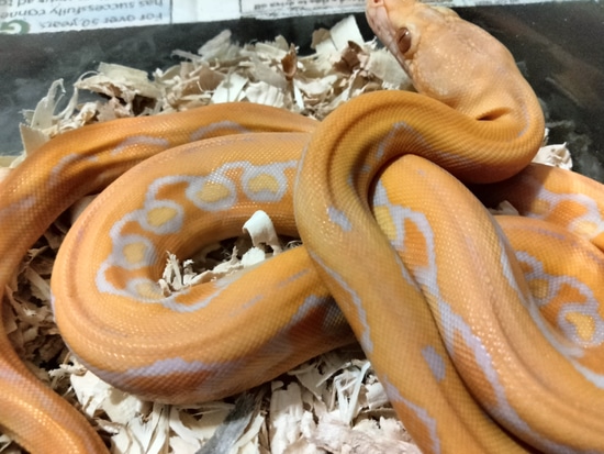 Lavender Albino Tiger Reticulated Python by The Ivory Connection