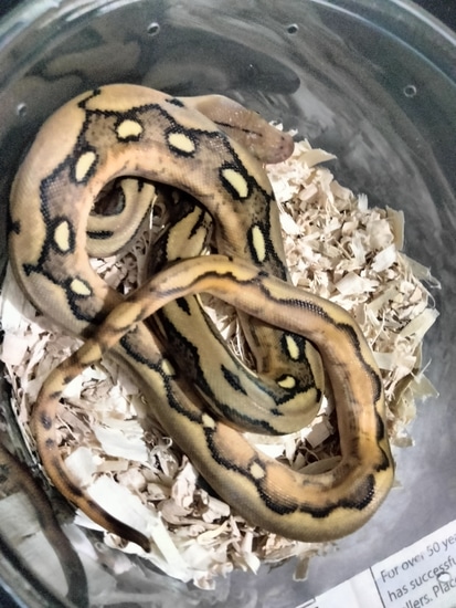 Sunfire Tiger Reticulated Python by The Ivory Connection