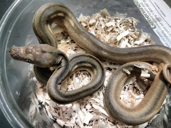 Titanium Sunfire Tiger Reticulated Python by The Ivory Connection