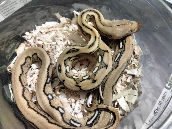 Platty Citron Tiger Het Albino Reticulated Python by The Ivory Connection