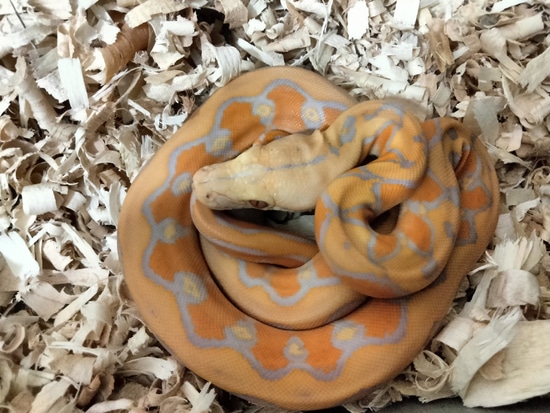 Lavander Albino Sunfire Reticulated Python by The Ivory Connection