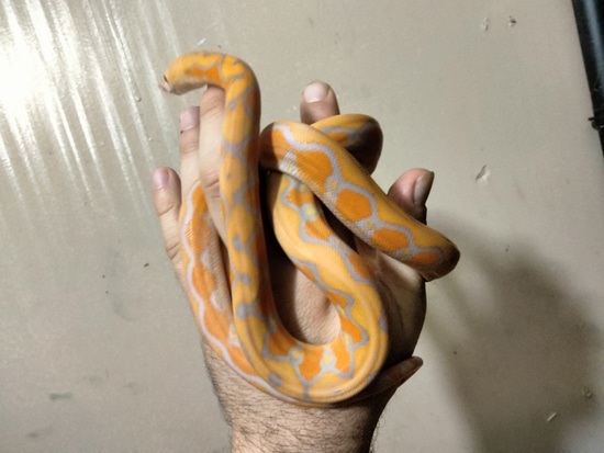 Lavander Albino Reticulated Python by The Ivory Connection
