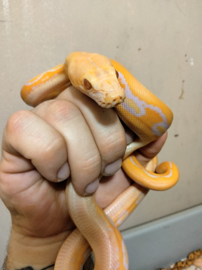 White Albino Tiger Reticulated Python by The Ivory Connection