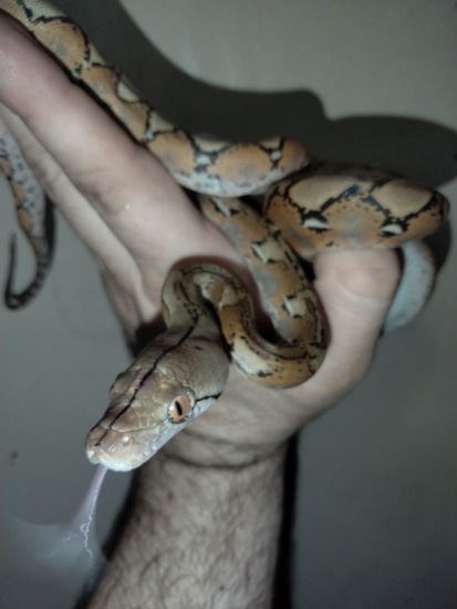Citron Platinum Reticulated Python by The Ivory Connection