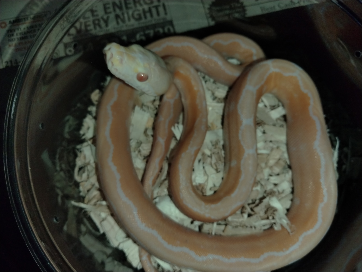 White Albino Motley Platinum Reticulated Python by The Ivory Connection ...