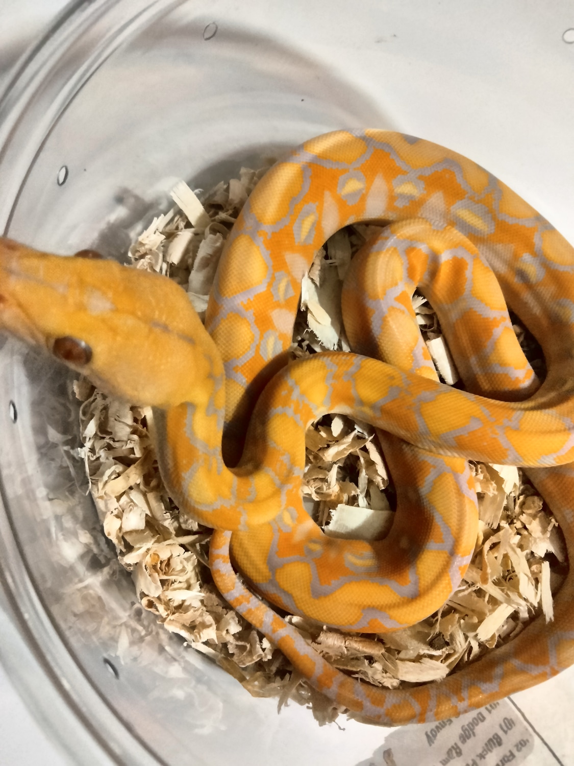 Lavander Sunfire Platinum Reticulated Python by The Ivory Connection ...