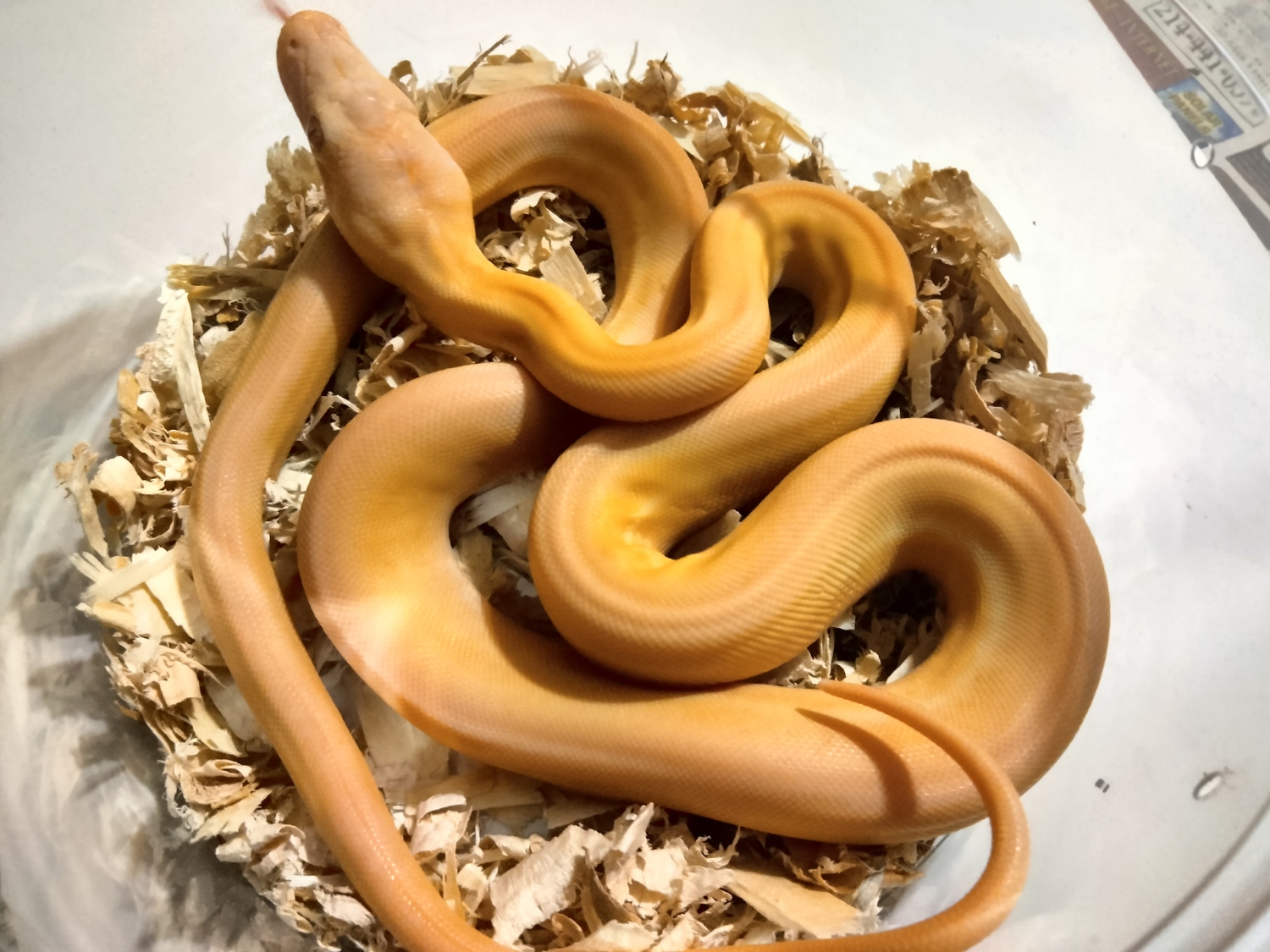 Platinum Sunfire Titanium Tiger Albino Reticulated Python by The Ivory ...