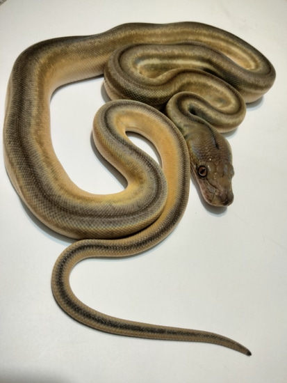 Titanium Super Tiger Reticulated Python by The Ivory Connection