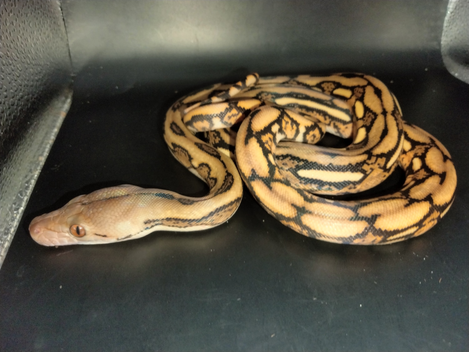 Tiger Double Het Albino Citron Reticulated Python by The Ivory ...