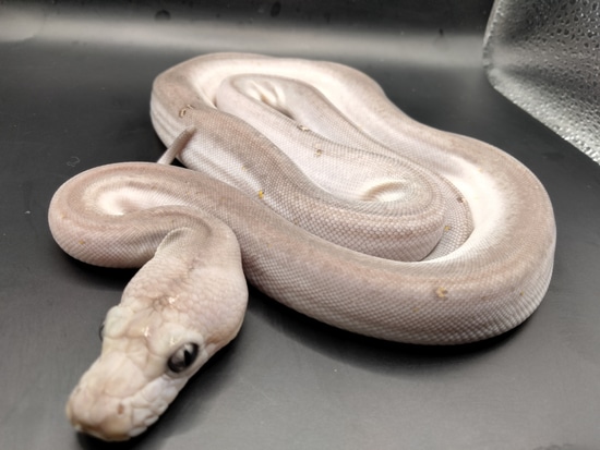 Paradox Super Motley Super Tiger Platinum Sunfire Het Albino ...