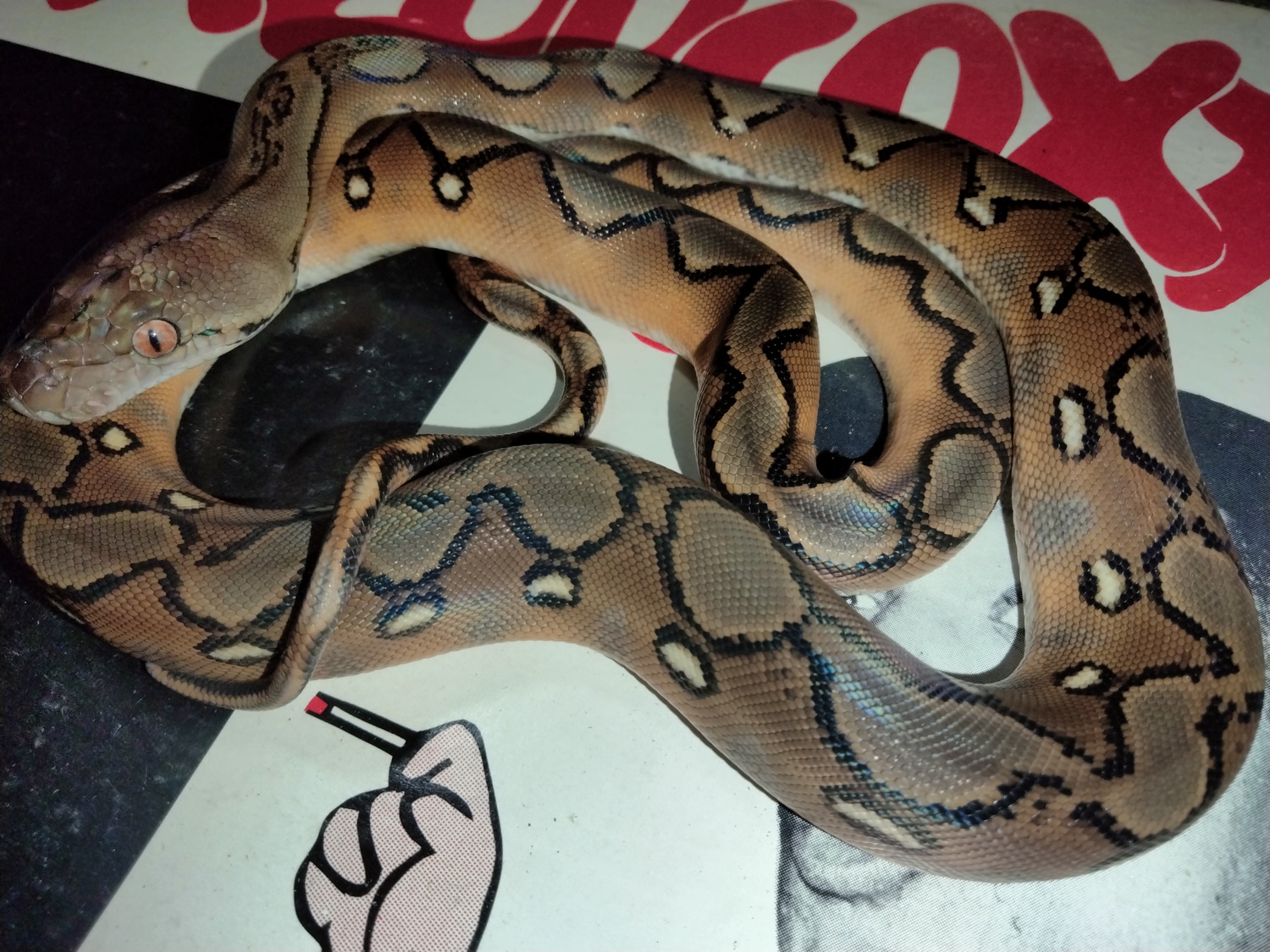 Sunfire Het Purple Albino Reticulated Python by The Ivory Connection ...