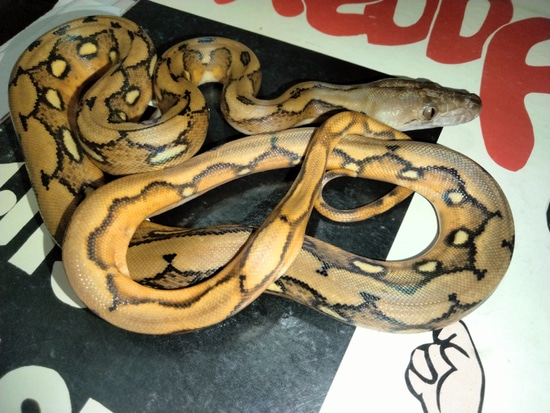 Citron Sunfire Tiger Het Albino Reticulated Python by The Ivory Connection