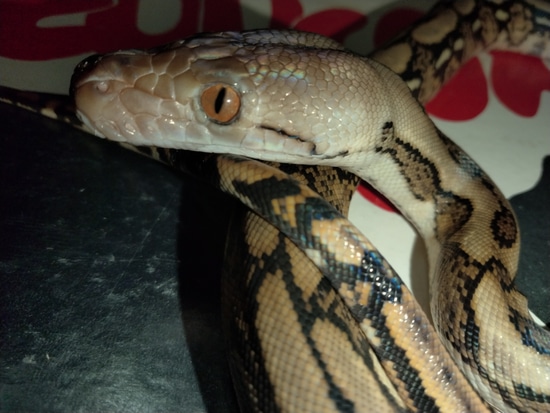 Citron Tiger Het Albino Reticulated Python by The Ivory Connection
