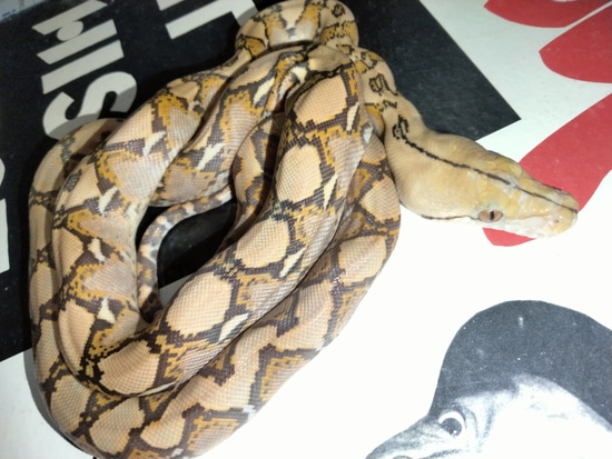 Mochino Reticulated Python by The Ivory Connection