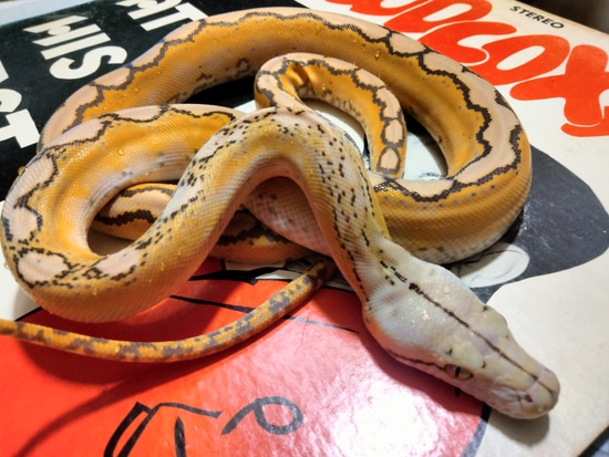 Mochino Motley Platium Reticulated Python by The Ivory Connection