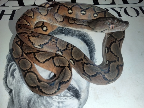 Sunfire Reticulated Python by The Ivory Connection