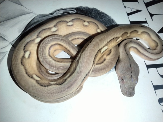 Platinum Sunfire Tiger Het Albino Reticulated Python by The Ivory ...