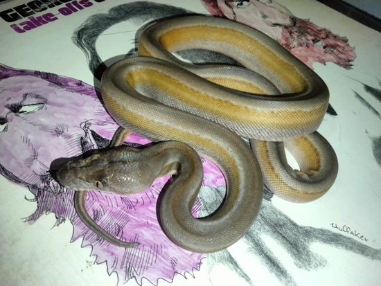 Motley Platinum Titanium Get Albino Reticulated Python by The Ivory ...