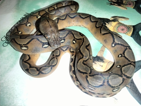 Sunfire Citron Het Purple Albino Reticulated Python by The Ivory Connection