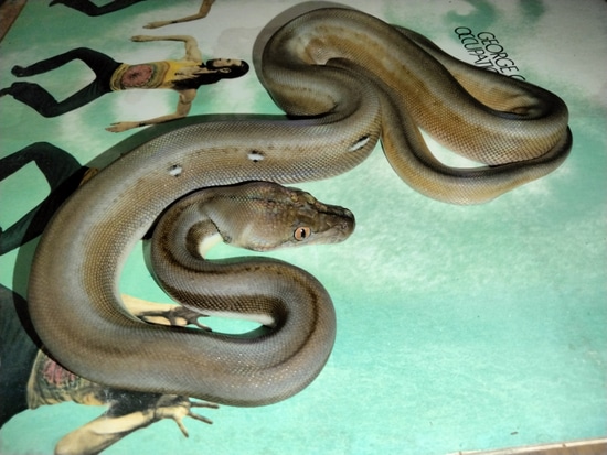 Platinum Titanium Het Albino Reticulated Python by The Ivory Connection