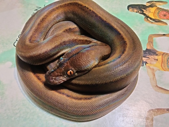 Motley Titanium Het Albino Reticulated Python by The Ivory Connection