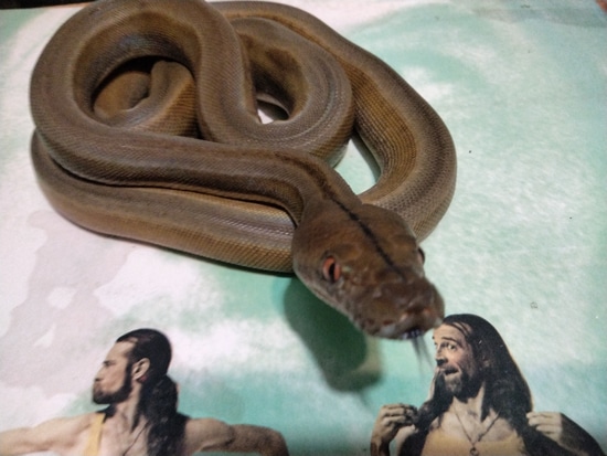 Titanium Motley Het Albino Reticulated Python by The Ivory Connection