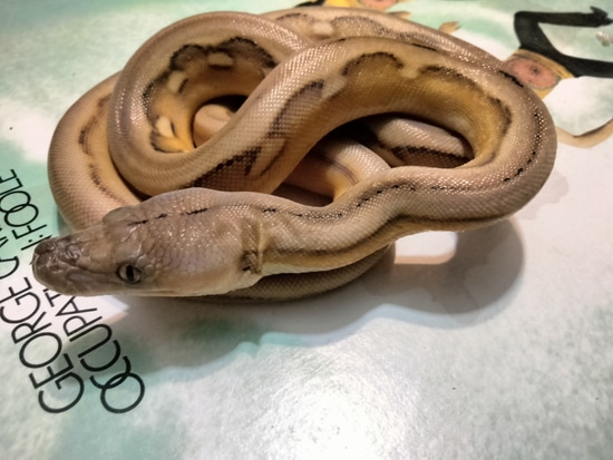Platinum Sunfire Tiger Citron Het Albino Reticulated Python by The ...