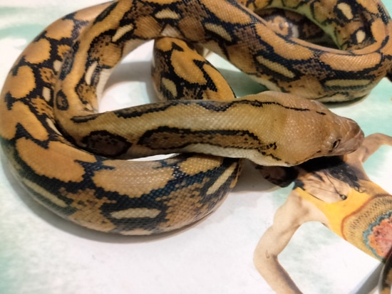 Citron Tiger Het Albino Reticulated Python by The Ivory Connection