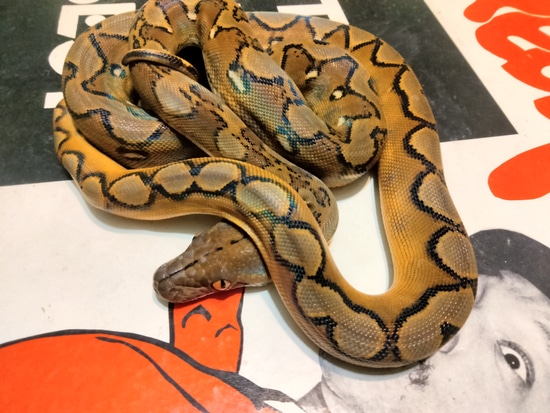 Sunfire Het Albino Or Indo Caramel Reticulated Python by The Ivory ...