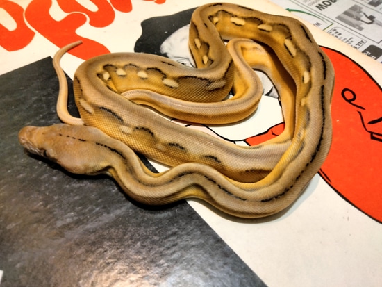 Sunfire Platinum Tiger Het Albino Reticulated Python by The Ivory ...