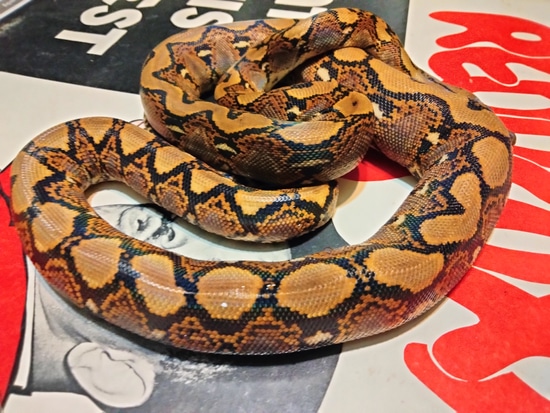 Normal Citron Het Albino Reticulated Python by The Ivory Connection