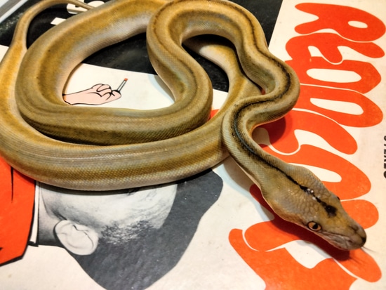 Titanium Tiger Het Albino Reticulated Python by The Ivory Connection