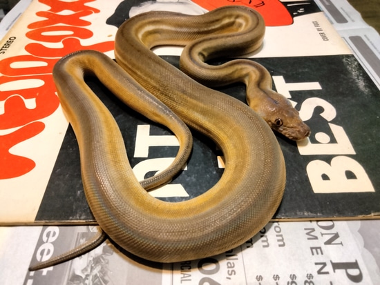 Titanium Tiger Het Albino Reticulated Python by The Ivory Connection