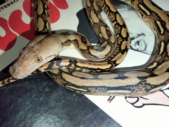 Citron Tiger Het Albino Reticulated Python by The Ivory Connection