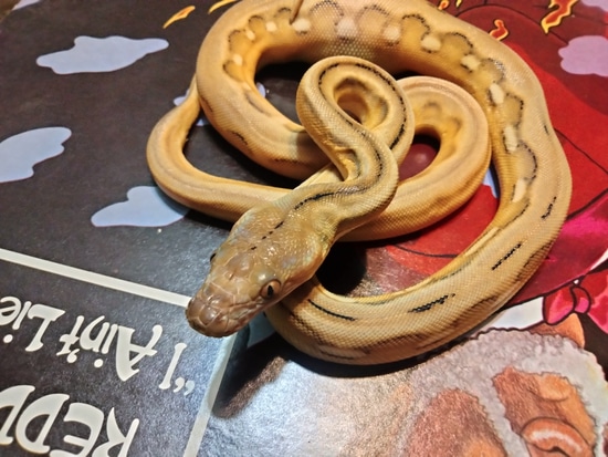 Platty Sunfire Tiger Het Albino And Titanium Reticulated Python by The ...