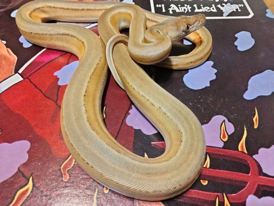 Titanium Sunfire Reticulated Python by The Ivory Connection