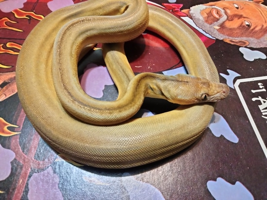 Platinum Sunfire Titanium Tiger Het Albino Reticulated Python by The ...